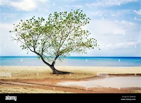 Tree At Beach Stock Photo Alamy