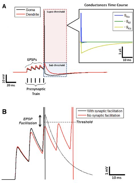 A Temporal Summation Of Excitatory Post Synaptic Potentials Epsps Download Scientific