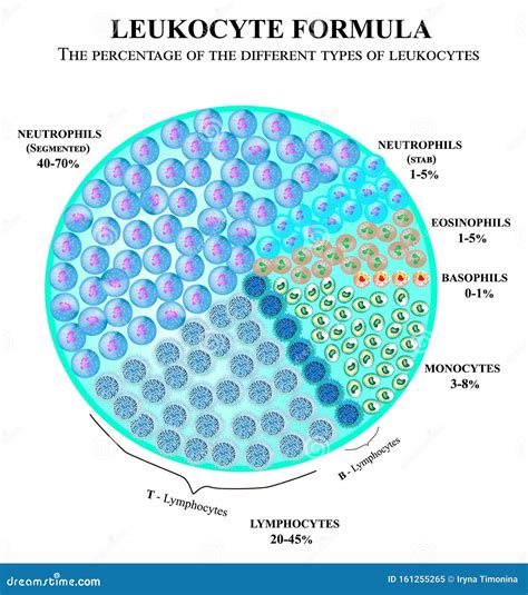 Percentuale Dei Diversi Tipi Di Globuli Bianchi Formula Di Leukocyte Neutrofili Monociti