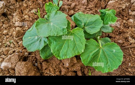 Pumpkin Seedling Or Winter Squash Seedling On The Blurred Earth