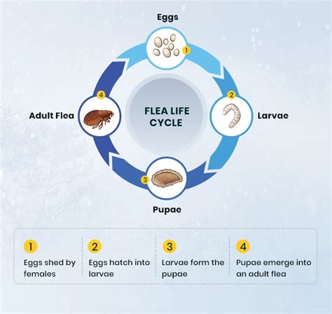 Cat Fleas Symptoms Treatments And Prevention Guide