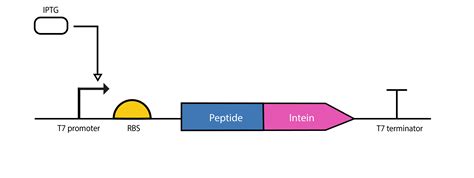 Design Mitmahe Igem 2022