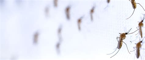 Isntd Kamran Rafiq Science Communication Internship International Society For Neglected