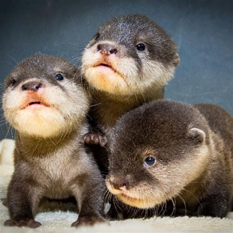 Domesticated Otter