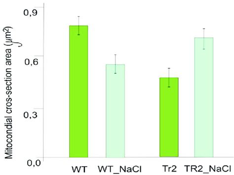 The Average Cross Sectional Area Of Mitochondria In Cotyledonary Download Scientific Diagram
