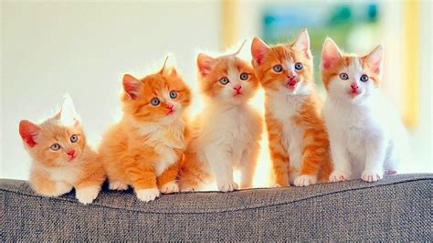 Cat Wallpapers 148 Images Wallpapercat