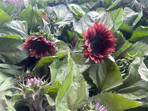 J Van Vliet Northampton Northampton