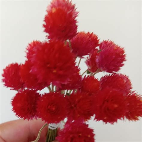 Globe Amaranth Seeds Etsy