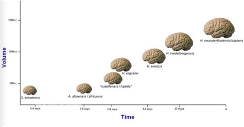 Evolution Of The Nervous System Flashcards Quizlet