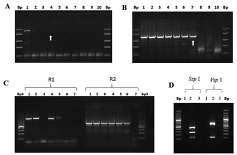 Detection And Molecular Characterization Of The Genus Of Download Scientific Diagram