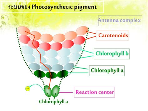 What Are Pigments In Photosynthesis