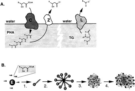 A Similarities Between Pha Polymerase And Lipase Pha Polymerase C Download Scientific