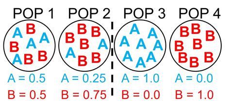 Whats The Allele Frequency Kenneth The G Cat