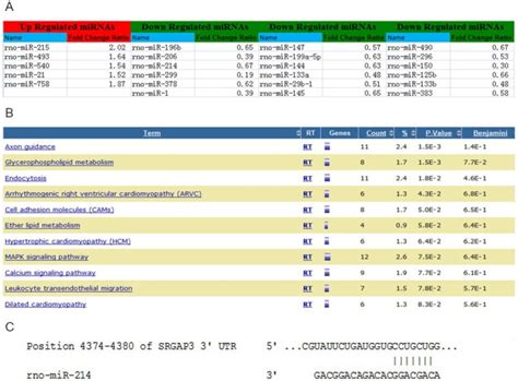 microarray and bioinformatic analysis a following sciatic nerve