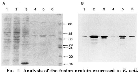 Figure 2 From Interaction Of Androgen Response Elements With The Dna Binding Domain Of The Rat