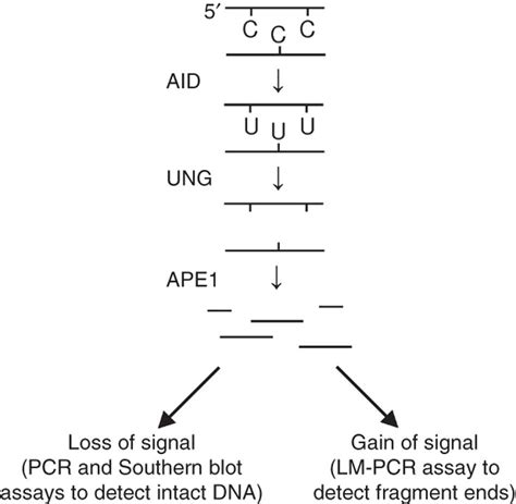 Strategy For Identifying Uracil Residues In Dnagenomic Dna Is Isolated