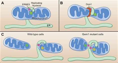 Cell Biology Make Or Break For Mitochondria Elife