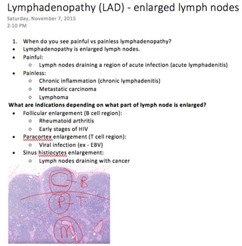 Pathoma Wbc Part Flashcards Quizlet