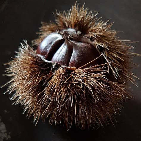 Acorn With Spiky Hair