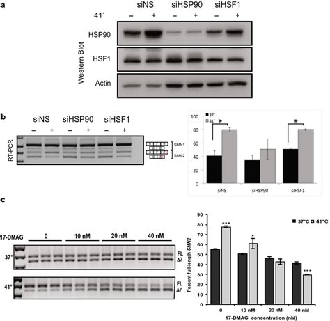Hsp90 Is Involved In The Heat Shock Smn Splicing Modulation And Download Scientific Diagram