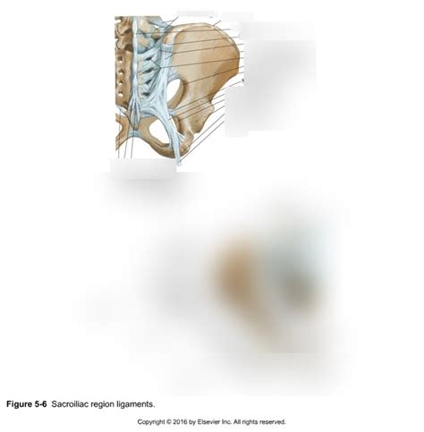 Sacroiliac Ligaments Posterior View Diagram Quizlet