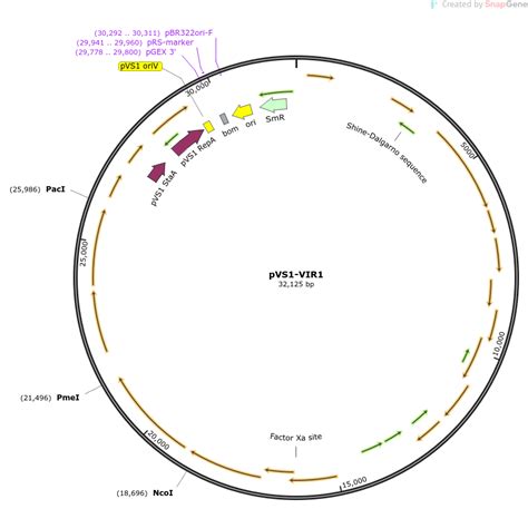 Addgene Pvs1 Vir1 Addgene Pvs1 Vir1