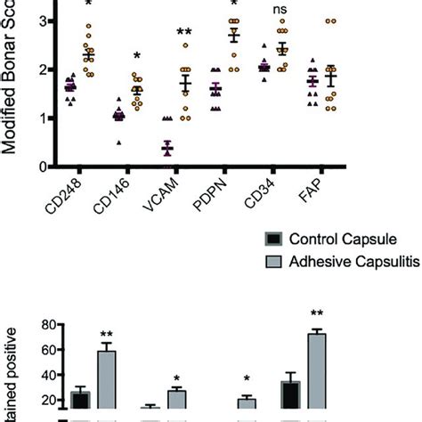 Fibroblast Activation Marker Expression In Control Capsule And Frozen Download Scientific