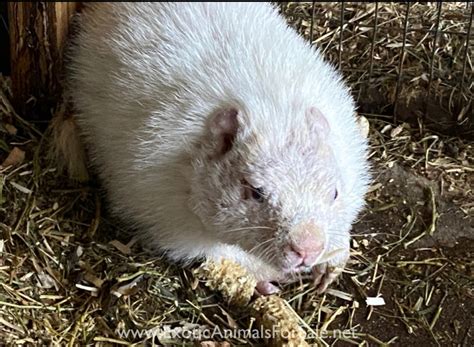 Groundhog Babies For Sale