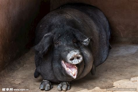 猪 摄影图 家禽家畜 生物世界 摄影图库 昵图网