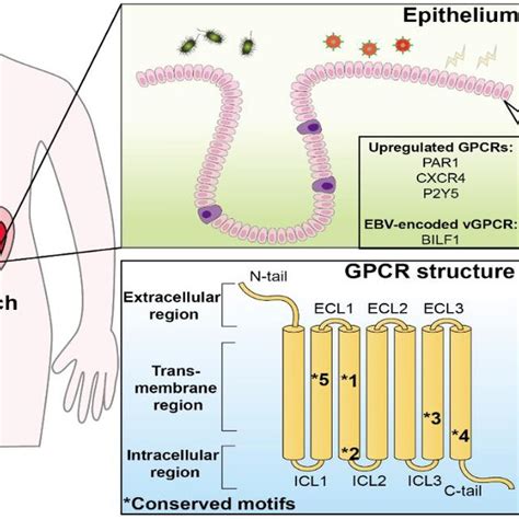 The Structure Gpcrs And Their Dysregulation In Gc Conserved Download Scientific Diagram