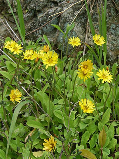 オオジシバリ Ixeris japonica キク科 Asteraceae タカサゴソウ属 三河の植物観察