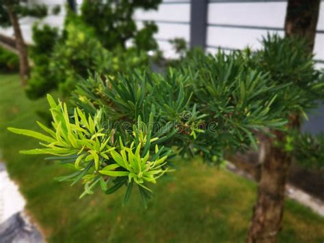 Scene Of The Asian Conifer Decorative Fern Tree Stock Image Image Of