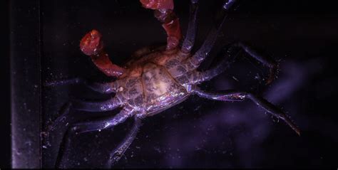 How To Sex Vampire Crabs Identifying Male And Female Vampire Crabs — Indoor Ecosystem