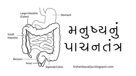 મનુષ્યનું પાચનતંત્ર આકૃતિ દોરી સમજાવો Explain Human Digestive System
