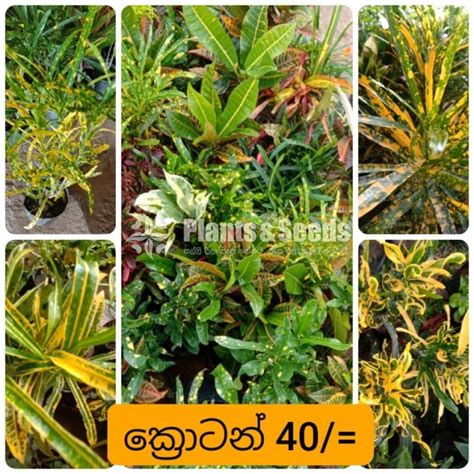 Krotan Collection Plants And Seeds