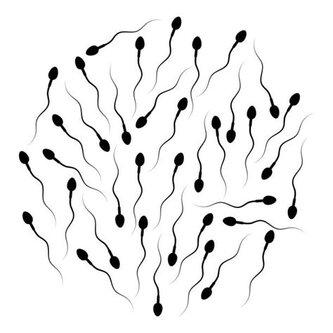 Does Creatine Increase Semen Male Fertility And Sperm Count