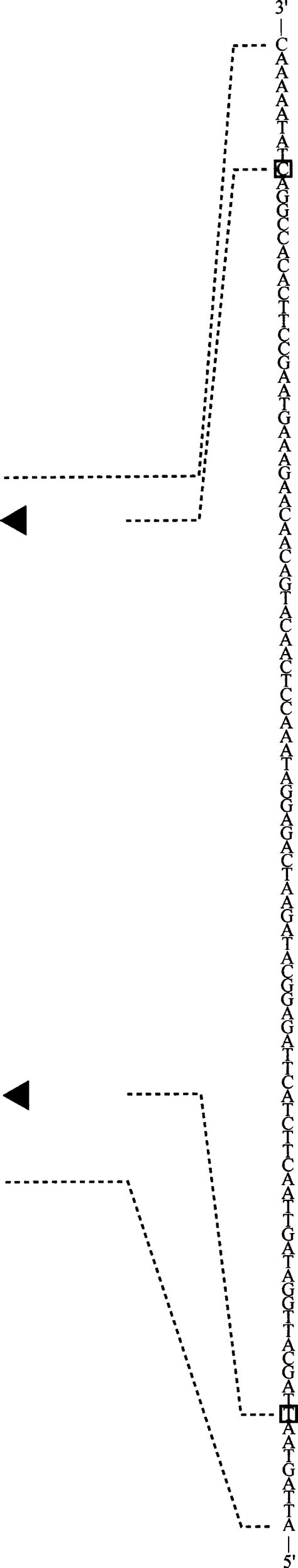 Primer Extension Analysis A Products Of Primer Extension With A Download Scientific Diagram