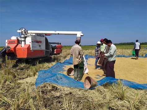 အမာမြို့၊ ဘဝသစ်ကျေးရွာအုပ်စု၊ ကံကြီးဘအေးကျေးရွာ၌ ပေါ်ဆန်းရင် မိုးစပါးစံကွက် ရိတ်သိမ်းပွဲ ဆောင်ရ