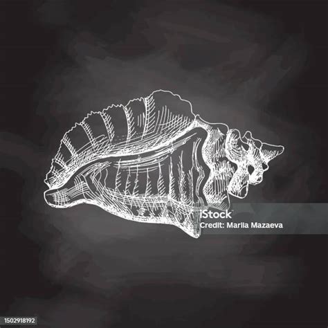 조개껍데기 조개 소라의 손으로 그린 스케치 가리비 조개껍데기 칠판 배경에 분리된 스케치 스타일 벡터 그림 소라 고둥 껍데기에