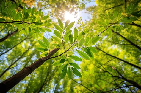 树叶间透过阳光高清图片下载 正版图片600730304 摄图网