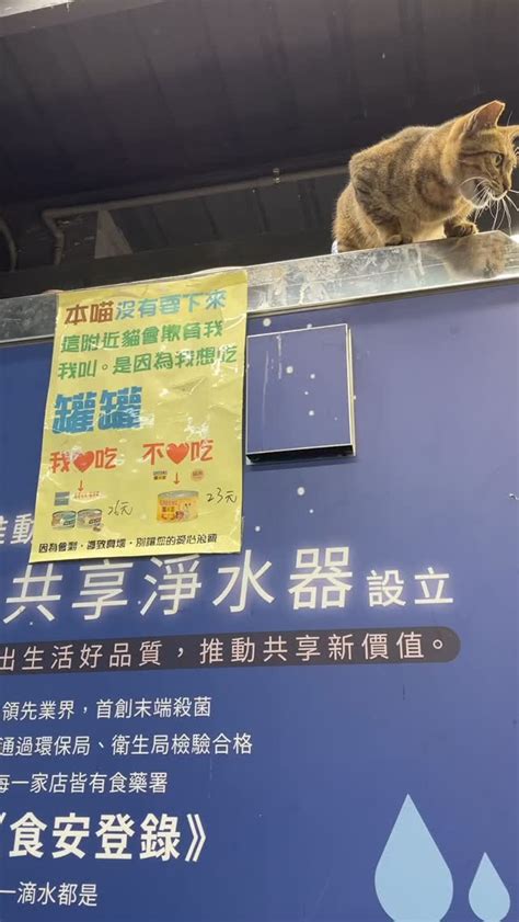 去全聯買東西 看到一隻一直喵喵叫的貓咪 買完罐頭回來看到這個告示牌整個被可愛到 我買的罐頭剛好都不是下面的牌子 還好他還是很捧場😂😂