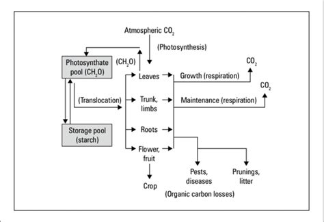 What Factors Affect Biomass Accumulation In Plants Cid Bio Science