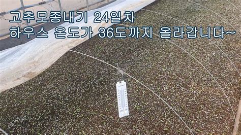 2월24일고추모종내기24일차 오늘은 하우스 실내 온도가36도까지 올라갑니다~ Youtube