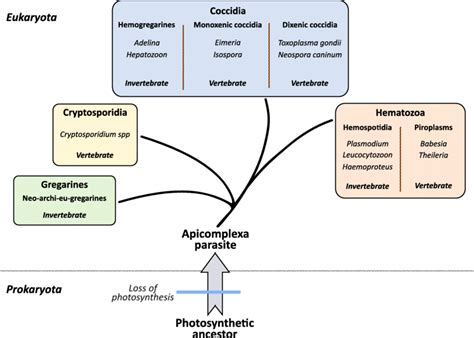 Apicomplexa Phylum Is A Large Assortment Of Single Cell Eukaryotic