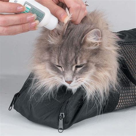 Cat Grooming Tips Feline Safe Practices For Healthy Pets