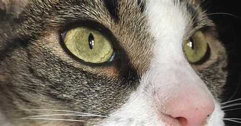 Yahtzee Album On Imgur