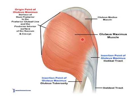 Msk Anatomy Lecture 6 Part 1 Gluteal Region Youtube