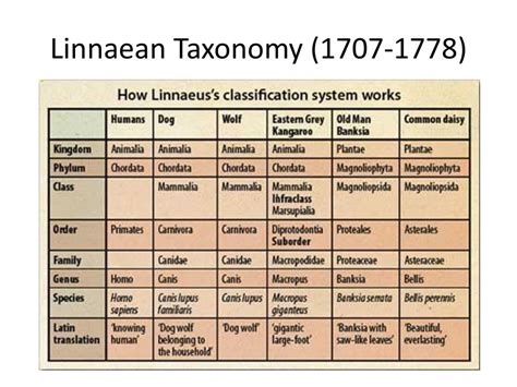 Linnaean Taxonomy Ppt Download