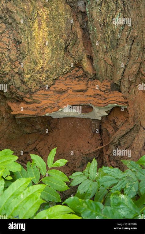 Perennial Bracket Fungus Ganoderma Adspersum With Cocoa Coloured Spores On Caucasian Wingnut