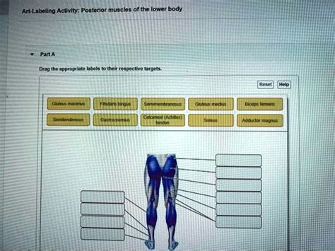 Solved Art Labeling Activity Posterior Muscles Of The Lower Body Part A Drag The Appropriate